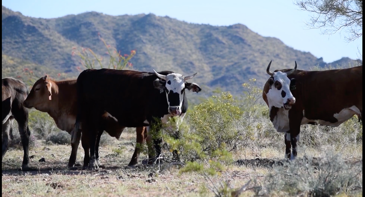 grassfed beef and local pastured meats – Date Creek Ranch Store